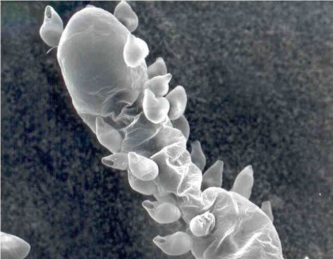 fciencias: Biología